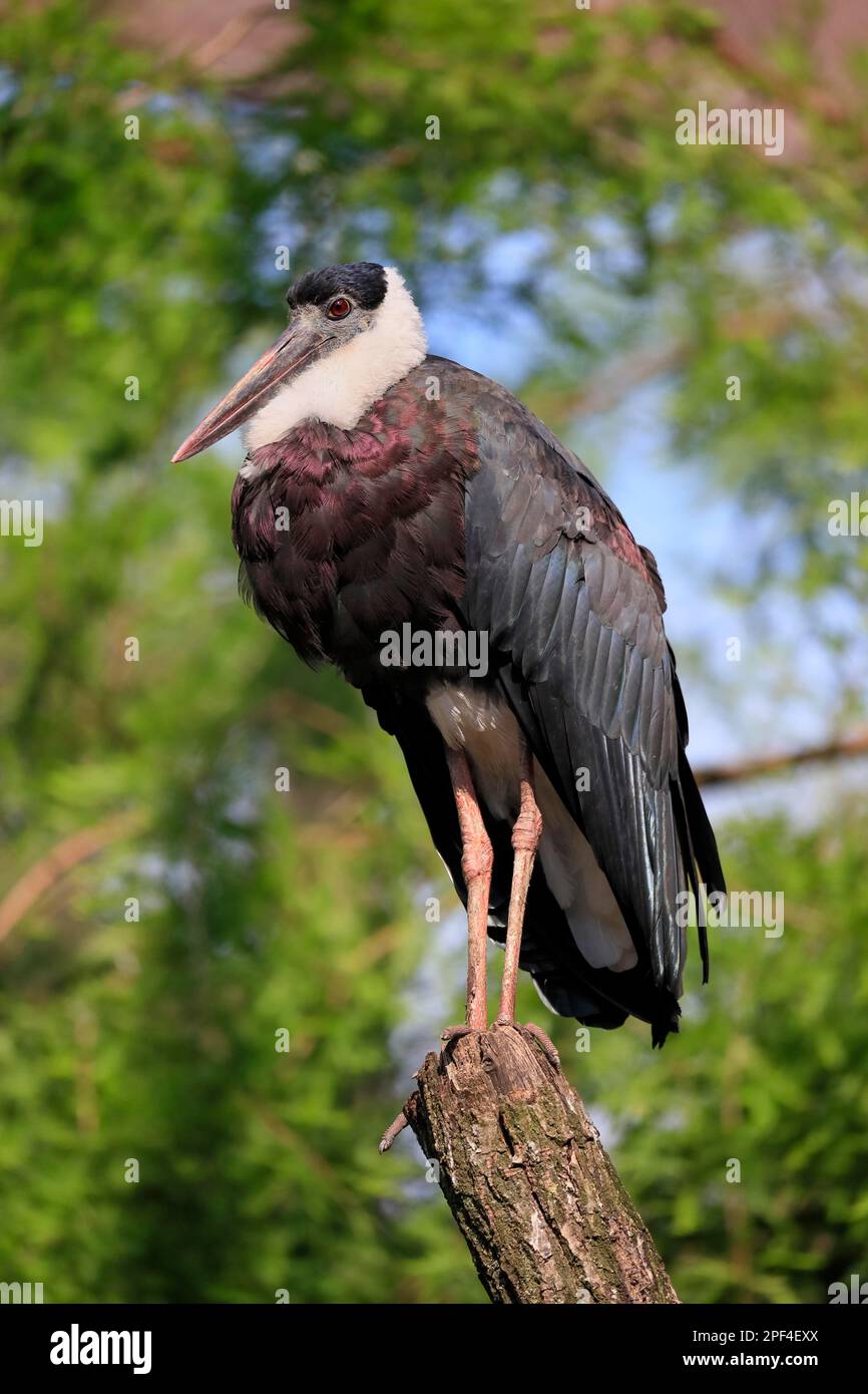 Asian Woolly-necked Stork (Ciconia episcopus episcopus), adult, on ...