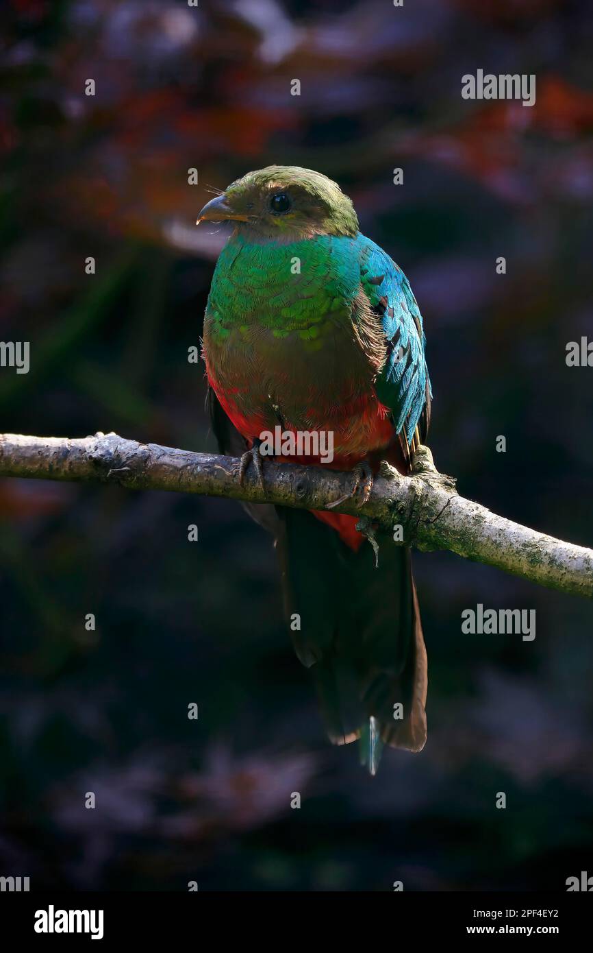 Golden-headed quetzal (Pharomachrus auriceps), adult, on tree, captive ...