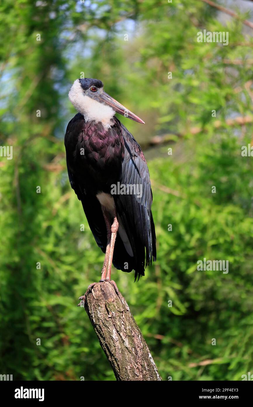 Asian Woolly-necked Stork (Ciconia episcopus episcopus), adult, on ...