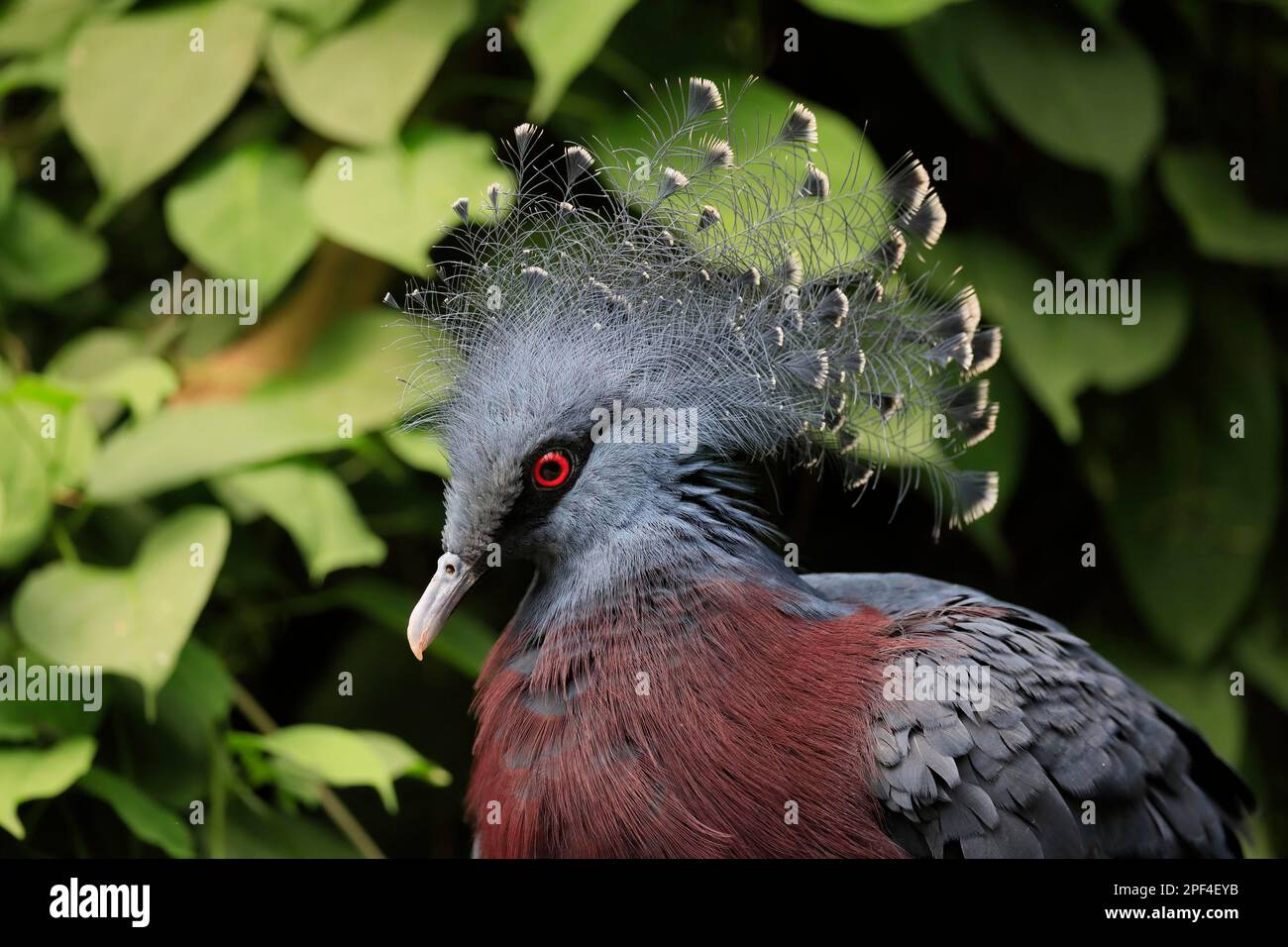 Victoria crowned pigeon (Goura victoria), adult, portrait, captive ...