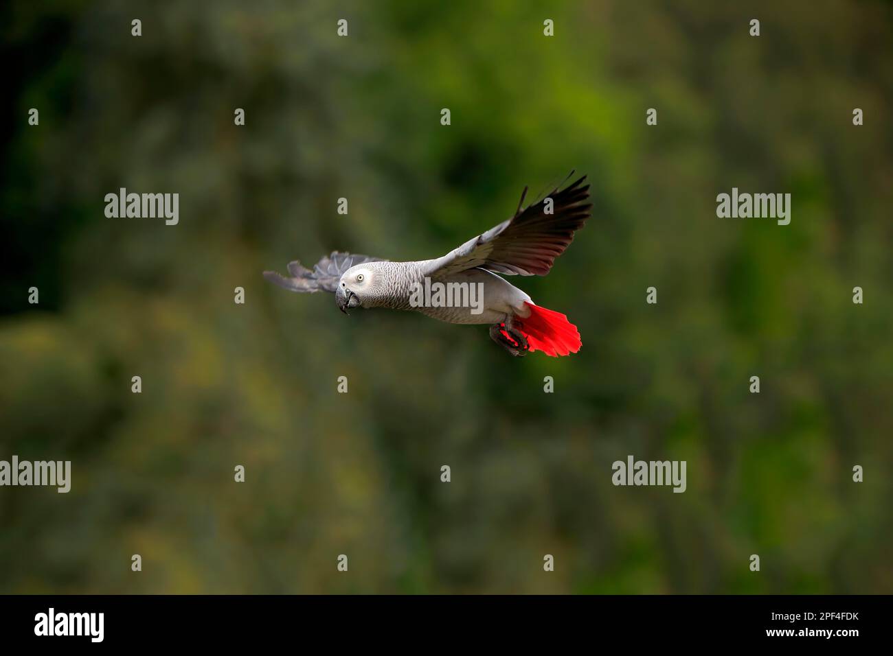 Grey parrot (Psittacus erithacus timneh), adult, flying, captive Stock ...