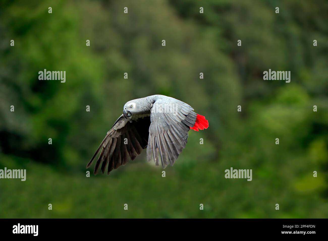 Grey parrot (Psittacus erithacus timneh), adult, flying, captive Stock ...