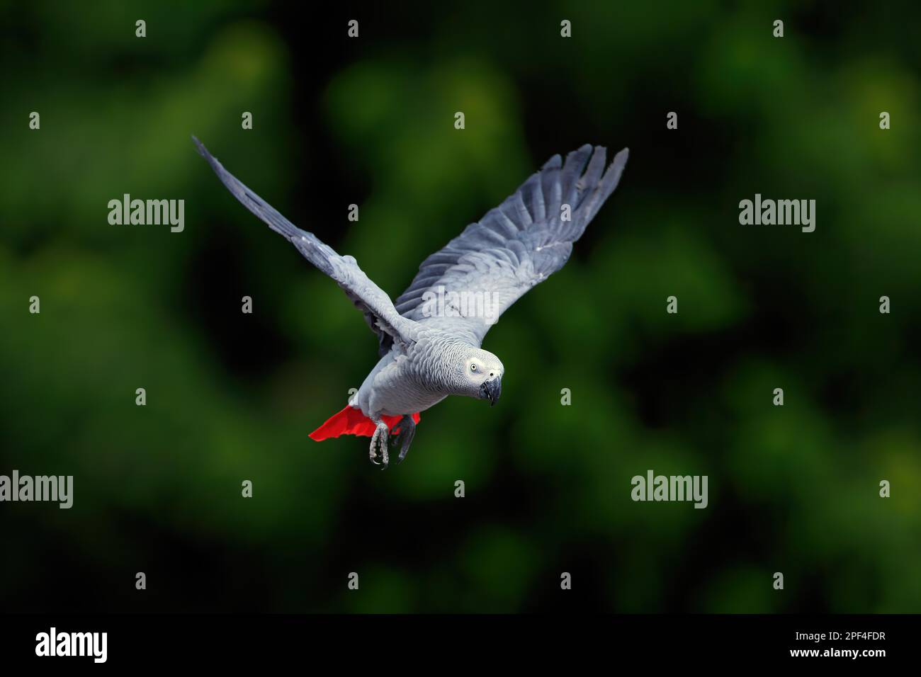 Grey parrot (Psittacus erithacus timneh), adult, flying, captive Stock ...
