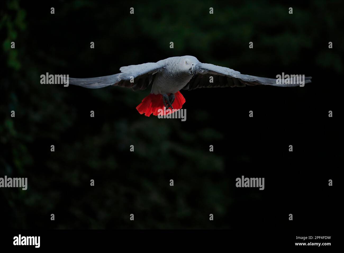 Psittacus timneh hi-res stock photography and images - Alamy
