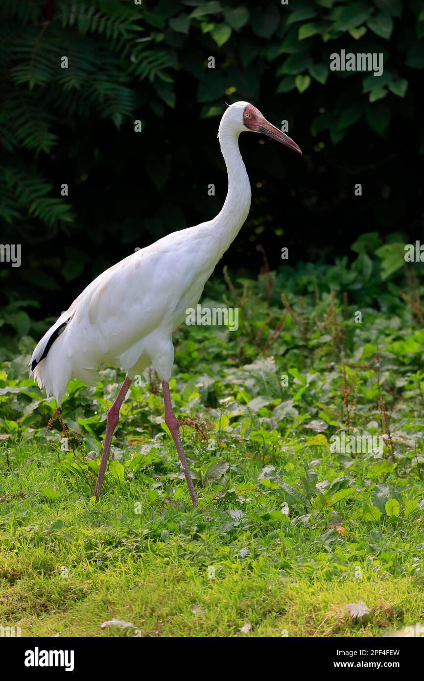 Barnacle Crane, Snow Crane, Siberian Crane (Leucogeranus leucogeranus ...