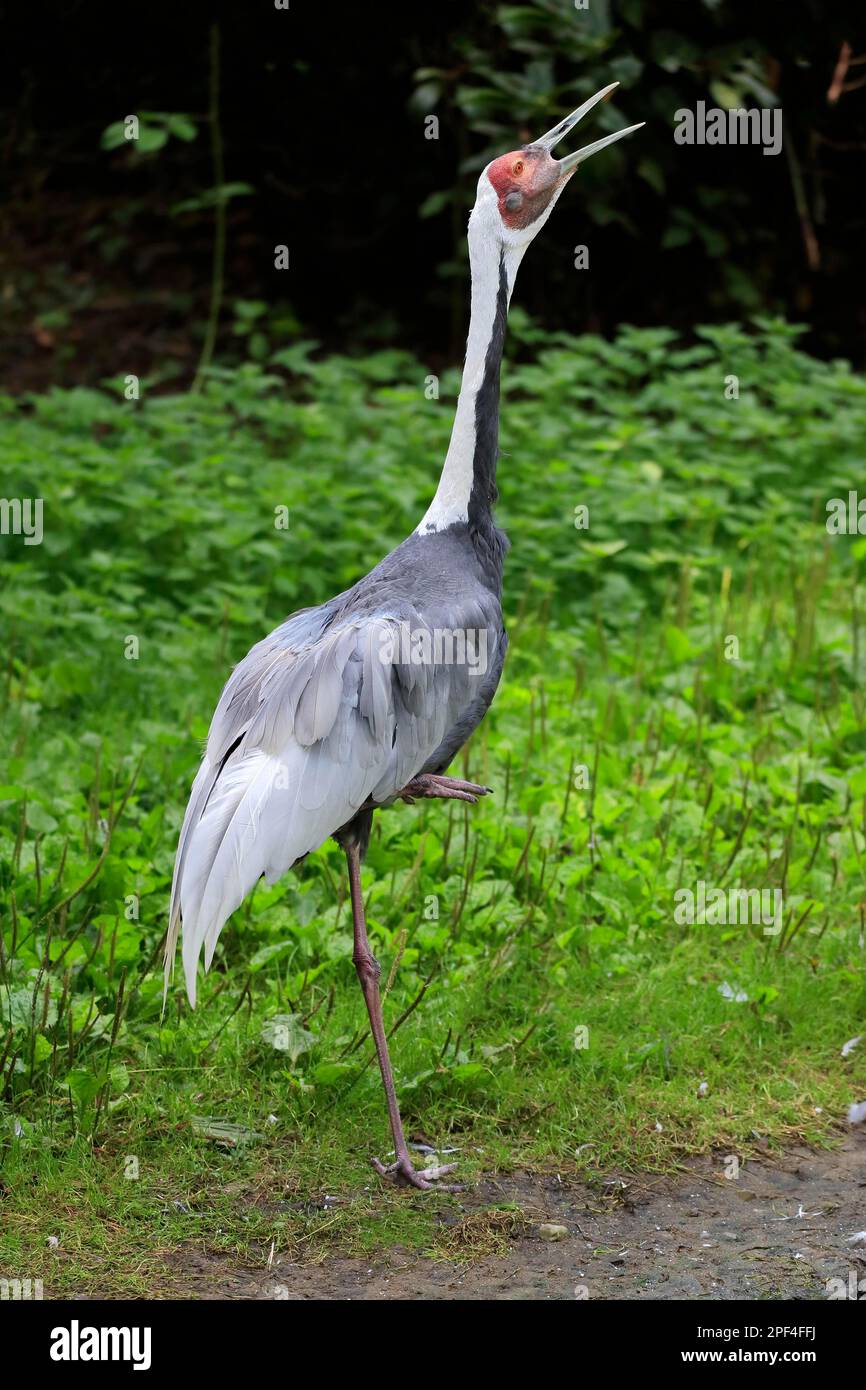 White-naped crane (Antigone vipio), adult, standing on one leg, calling ...