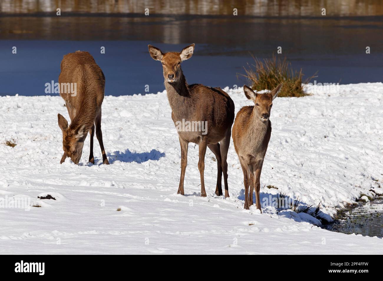 Red deer (Cervus elaphus) in winter, red deer cows with calf in the ...