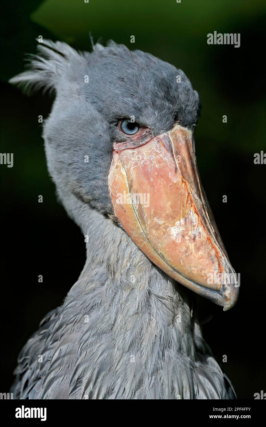 Shoebill face hi-res stock photography and images - Alamy