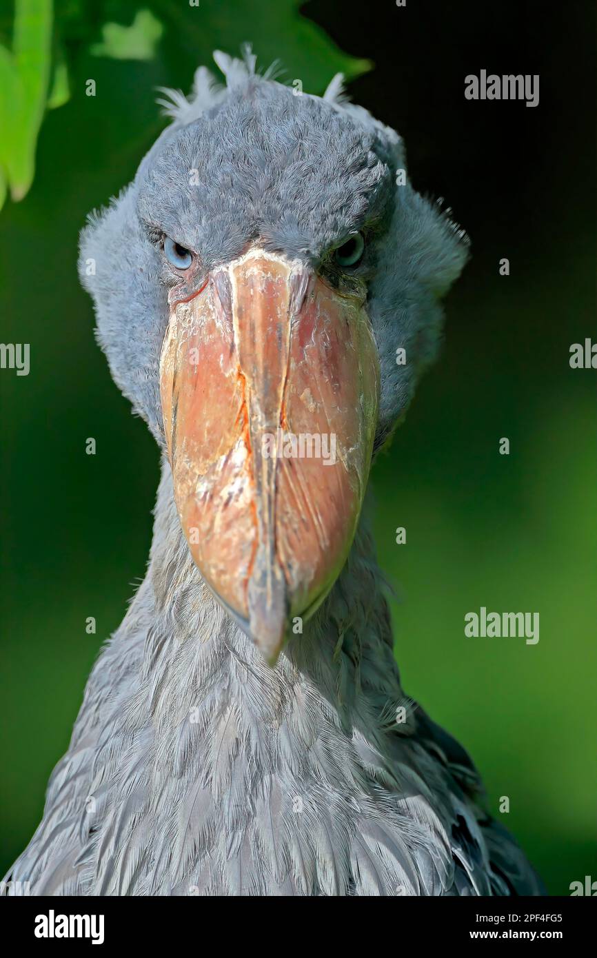 Shoebill (Balaeniceps rex), adult, portrait, captive Stock Photo - Alamy