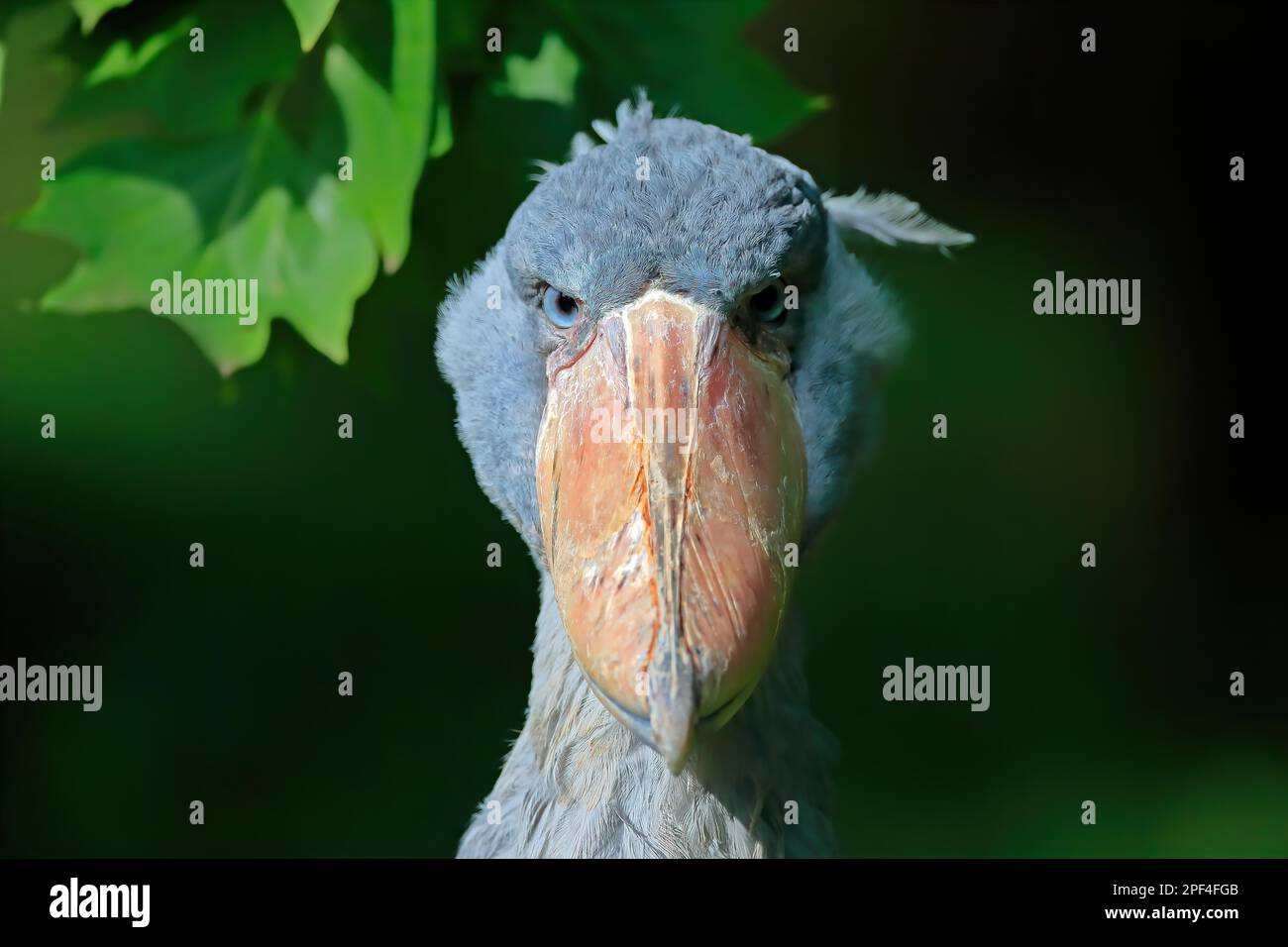 Shoebill (Balaeniceps rex), adult, portrait, captive Stock Photo - Alamy