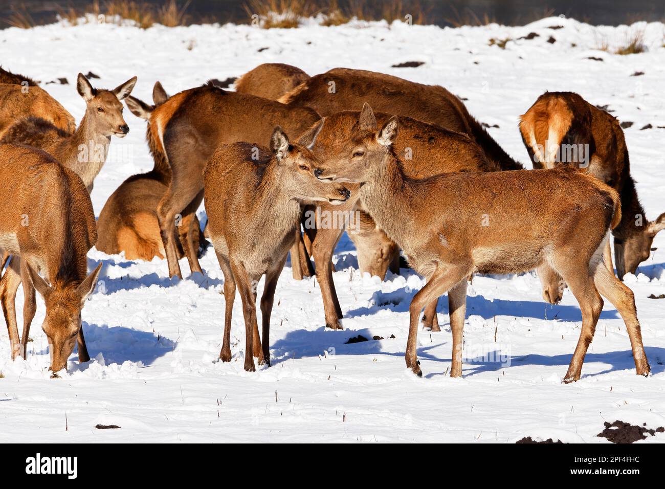 Red deer (Cervus elaphus) in winter, red deer cows in snow, Schleswig ...