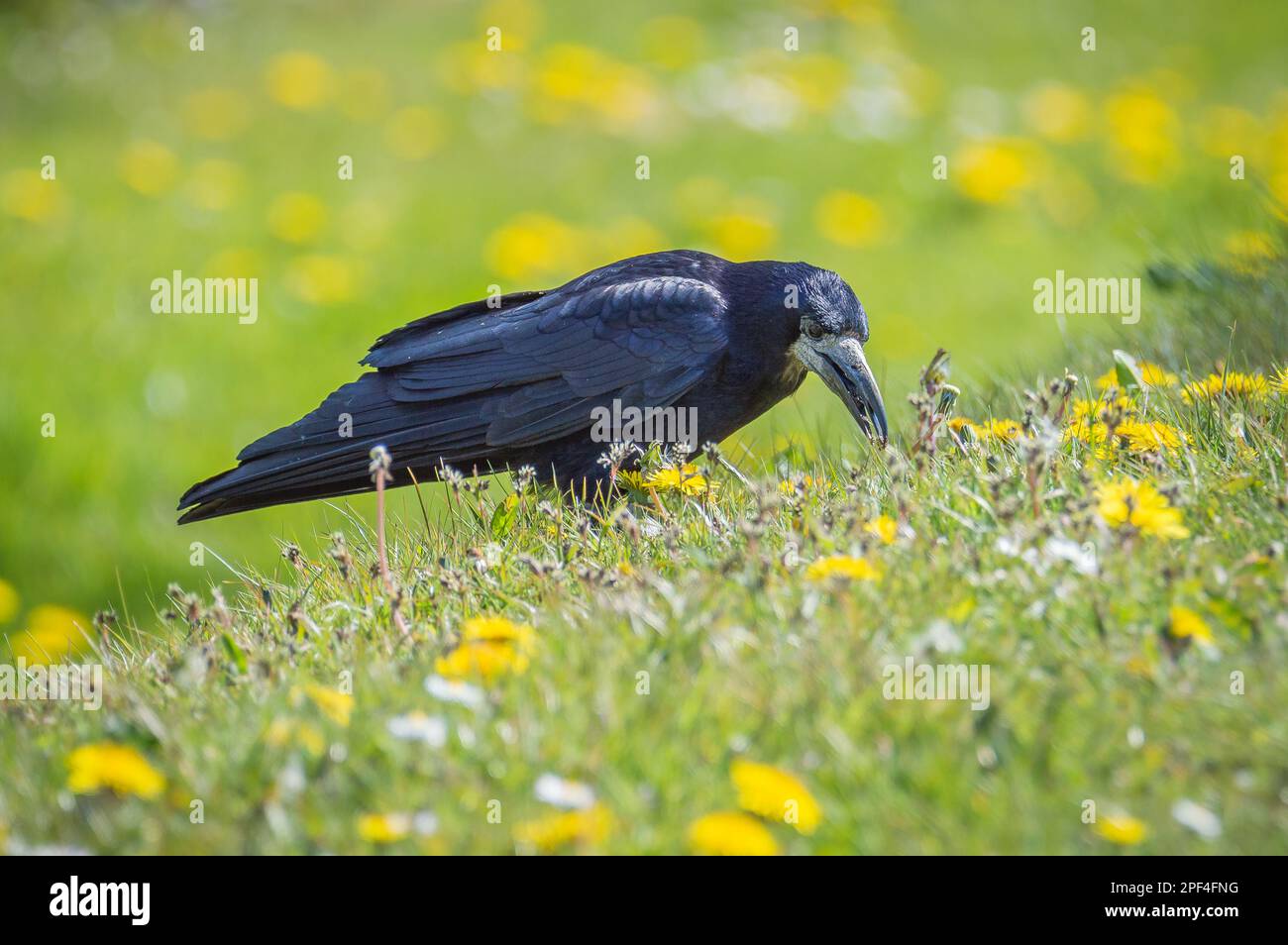 Bird and dandelion hi-res stock photography and images - Alamy