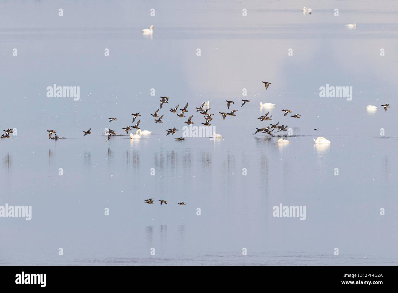 Eurasian wigeon (Mareca penelope), small flock in flight, in between ...