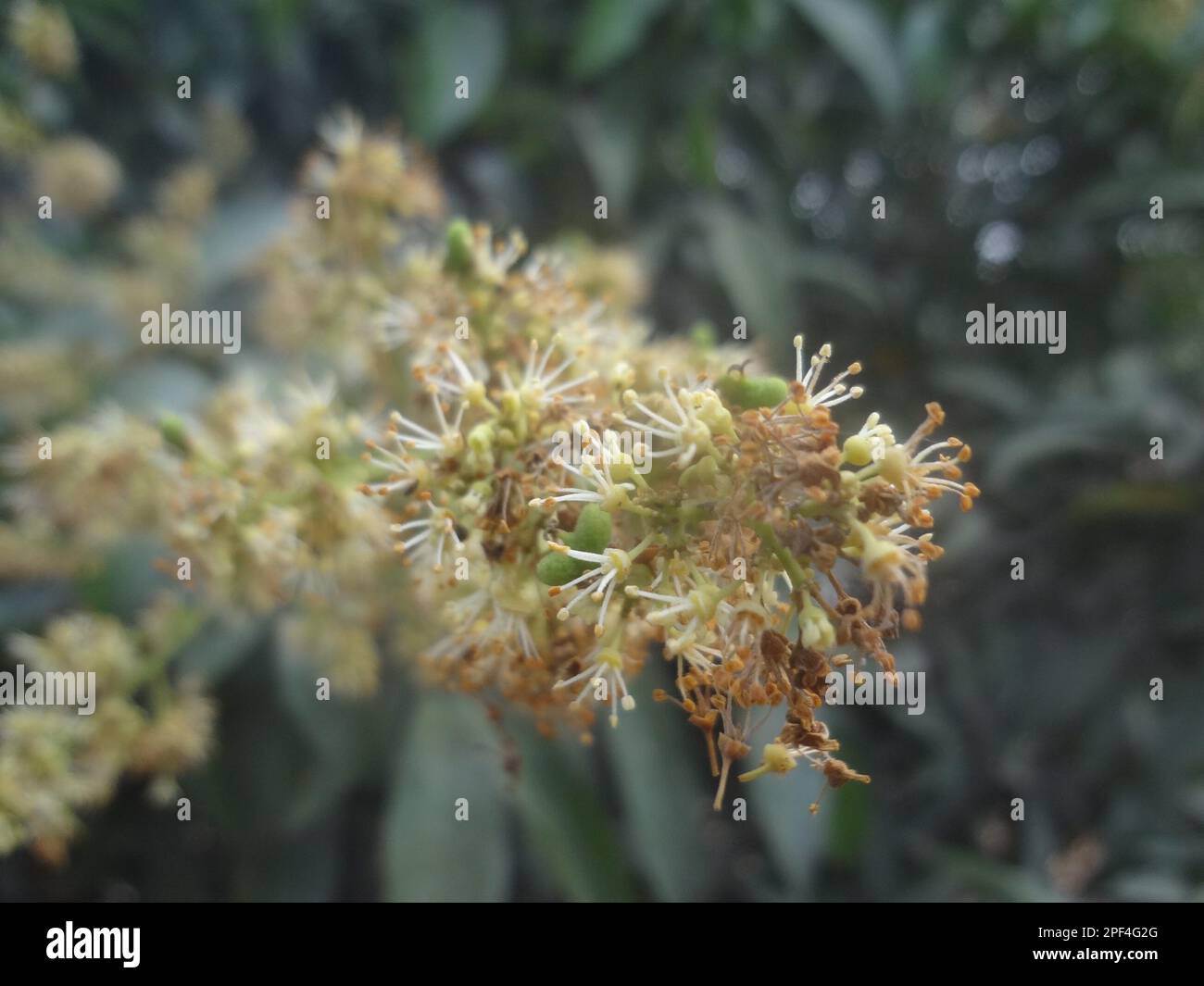 Mango bud image hi-res stock photography and images - Alamy