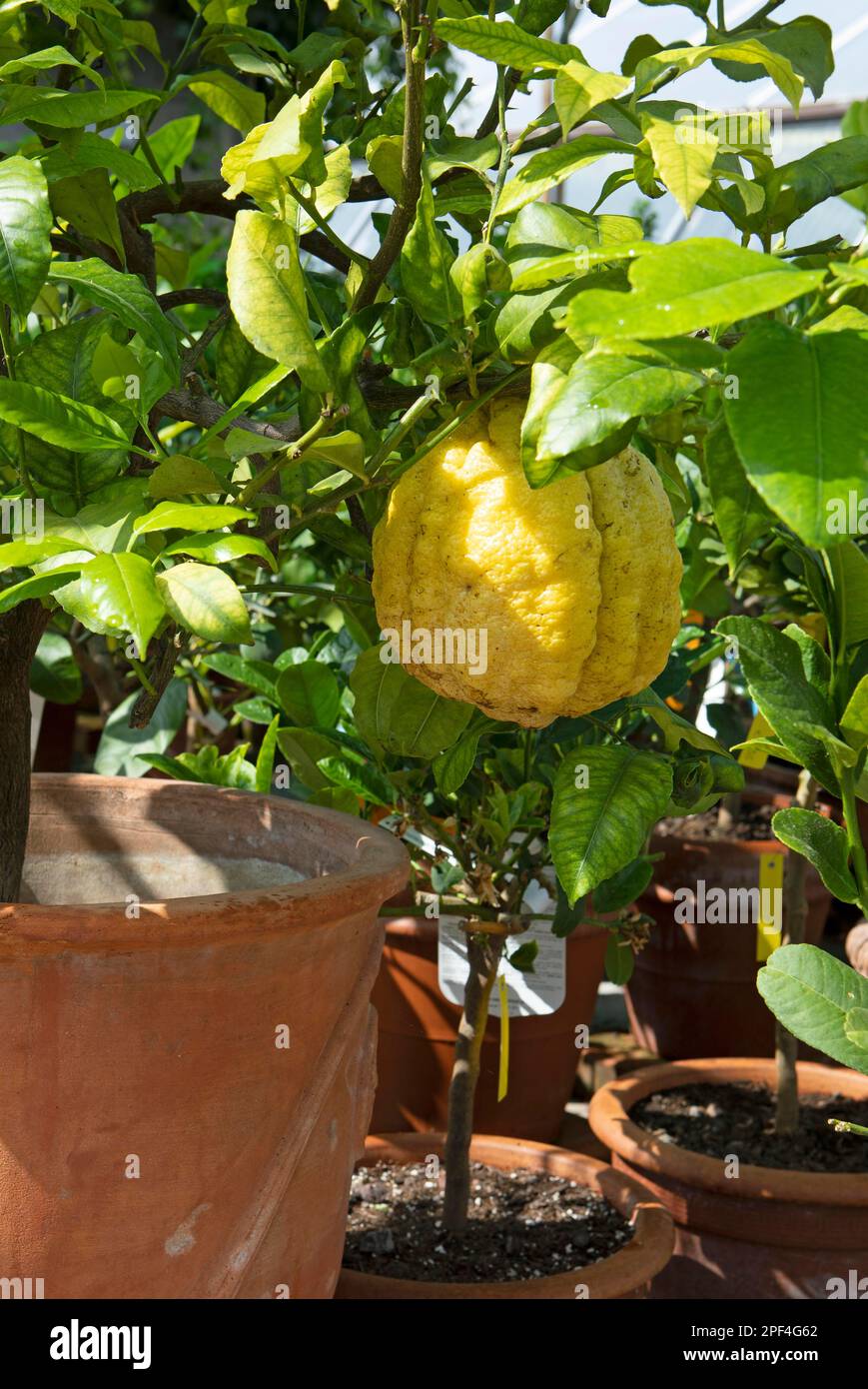 Citrus orchard hi-res stock photography and images - Alamy