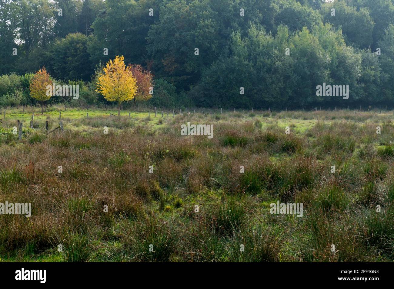 Wet meadow in the Muensterland Stock Photo - Alamy