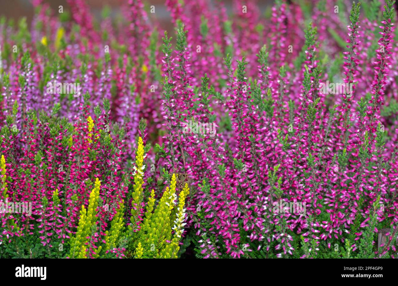 Heath family (Erica Stock Photo - Alamy