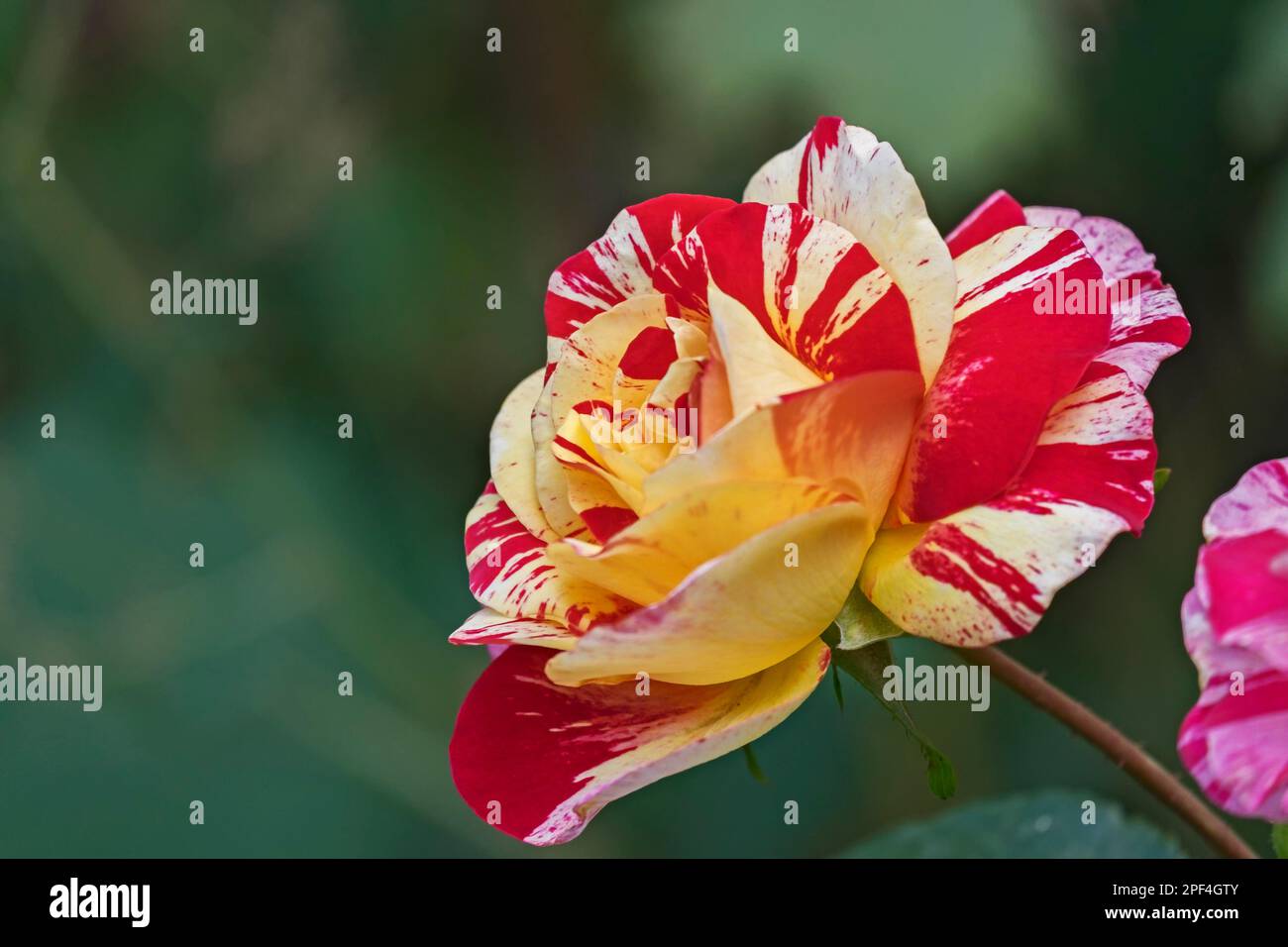 Shrub Rose (Rosa Stock Photo - Alamy