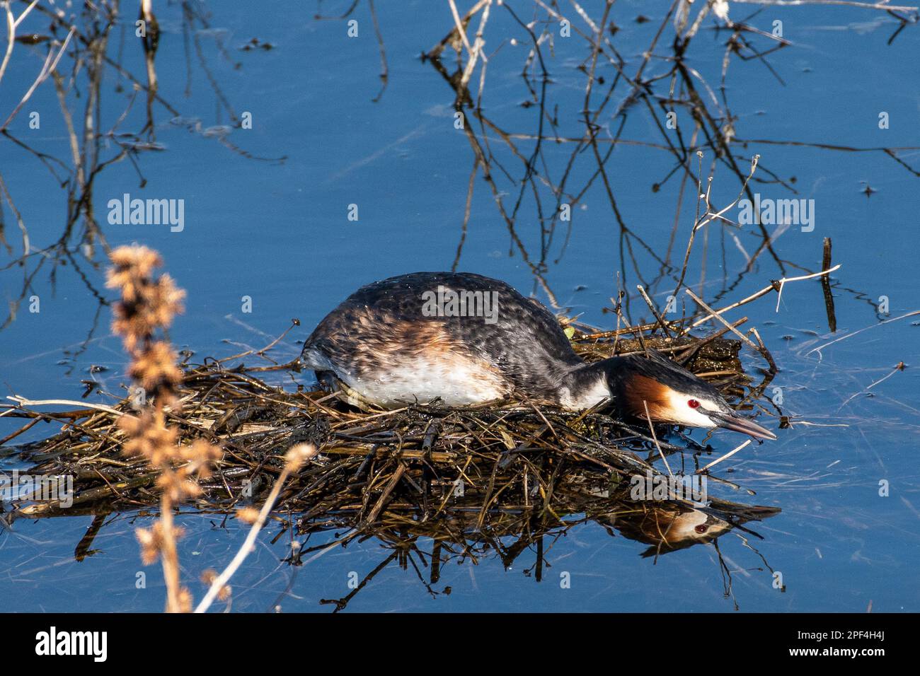 A Great crested grebe (Podiceps cristatus) in its nest in the ...