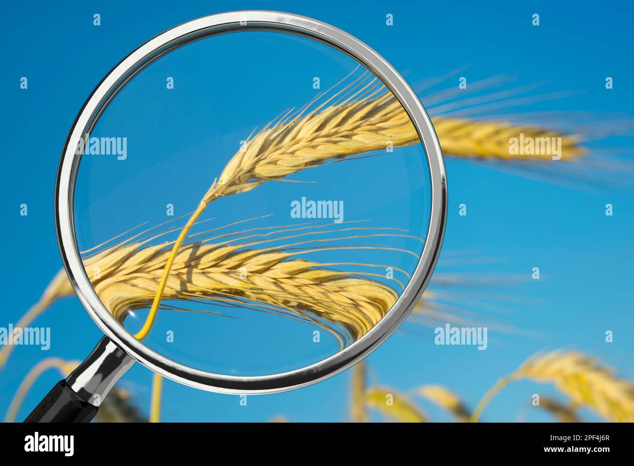 Grain inspection hi-res stock photography and images - Alamy
