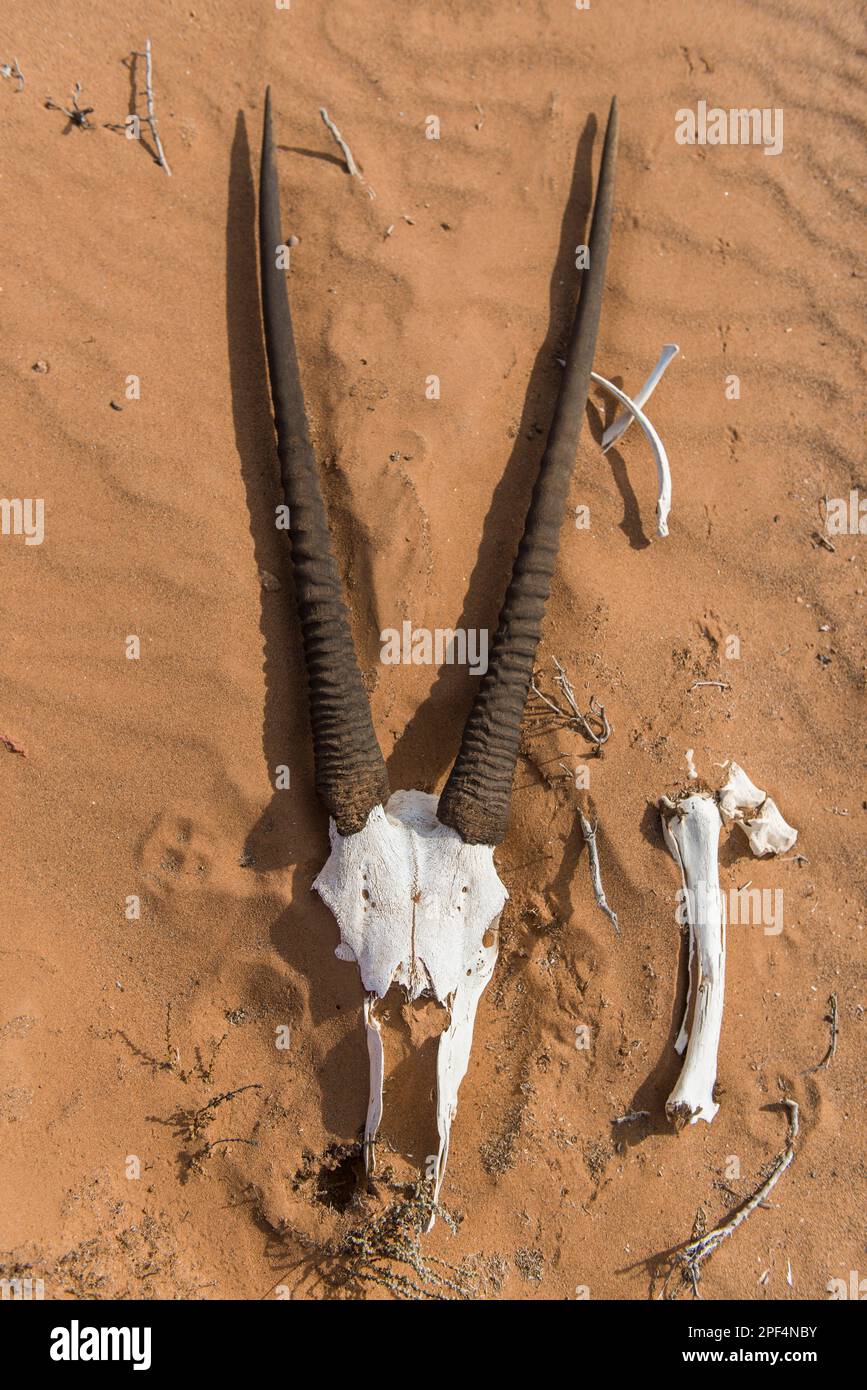 Skull and bones of an oryx antelope, Sperrgebiet National Park, also ...