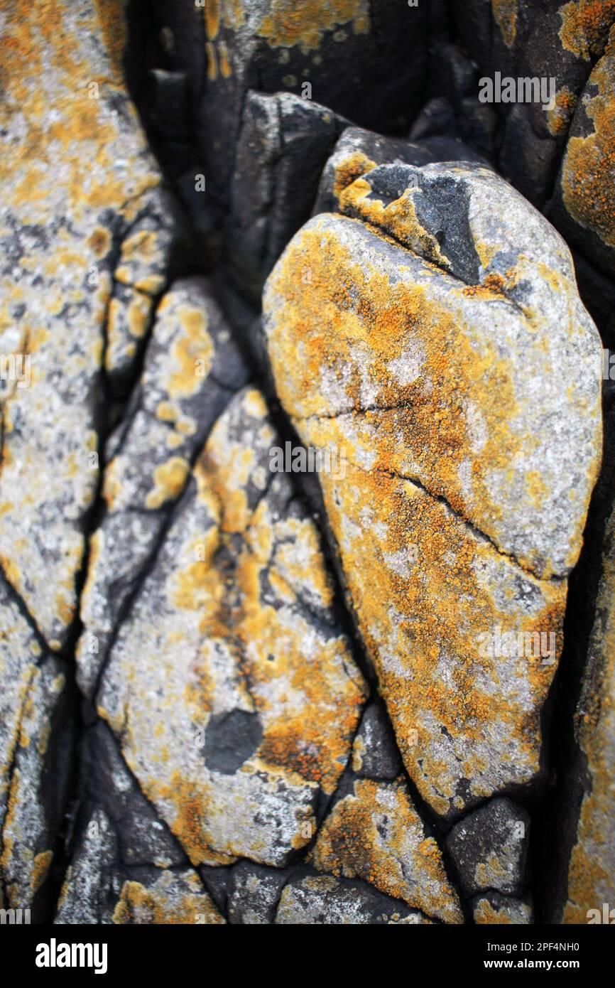 Shoreline rock covered in yellow moss / yellow scales, also called ...