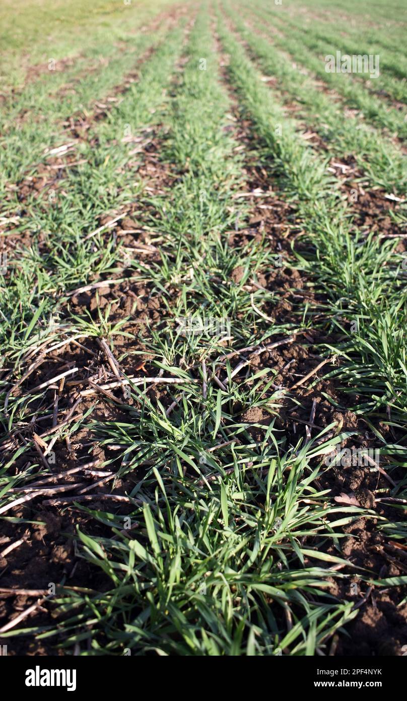 Rows of wheat hi-res stock photography and images - Alamy