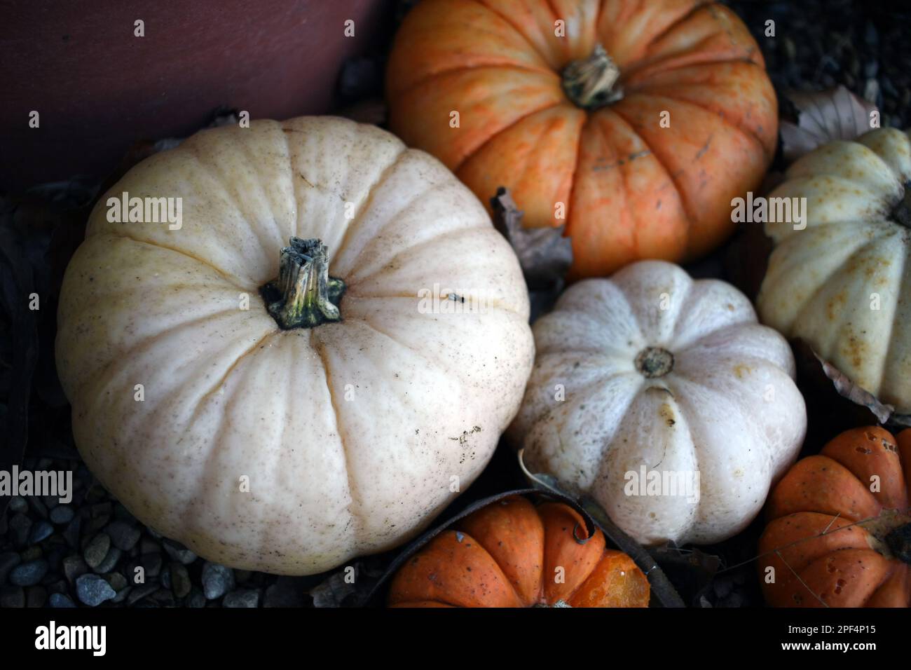 Selection of Pumpkins / squash fruits in the autumn light, orange ...