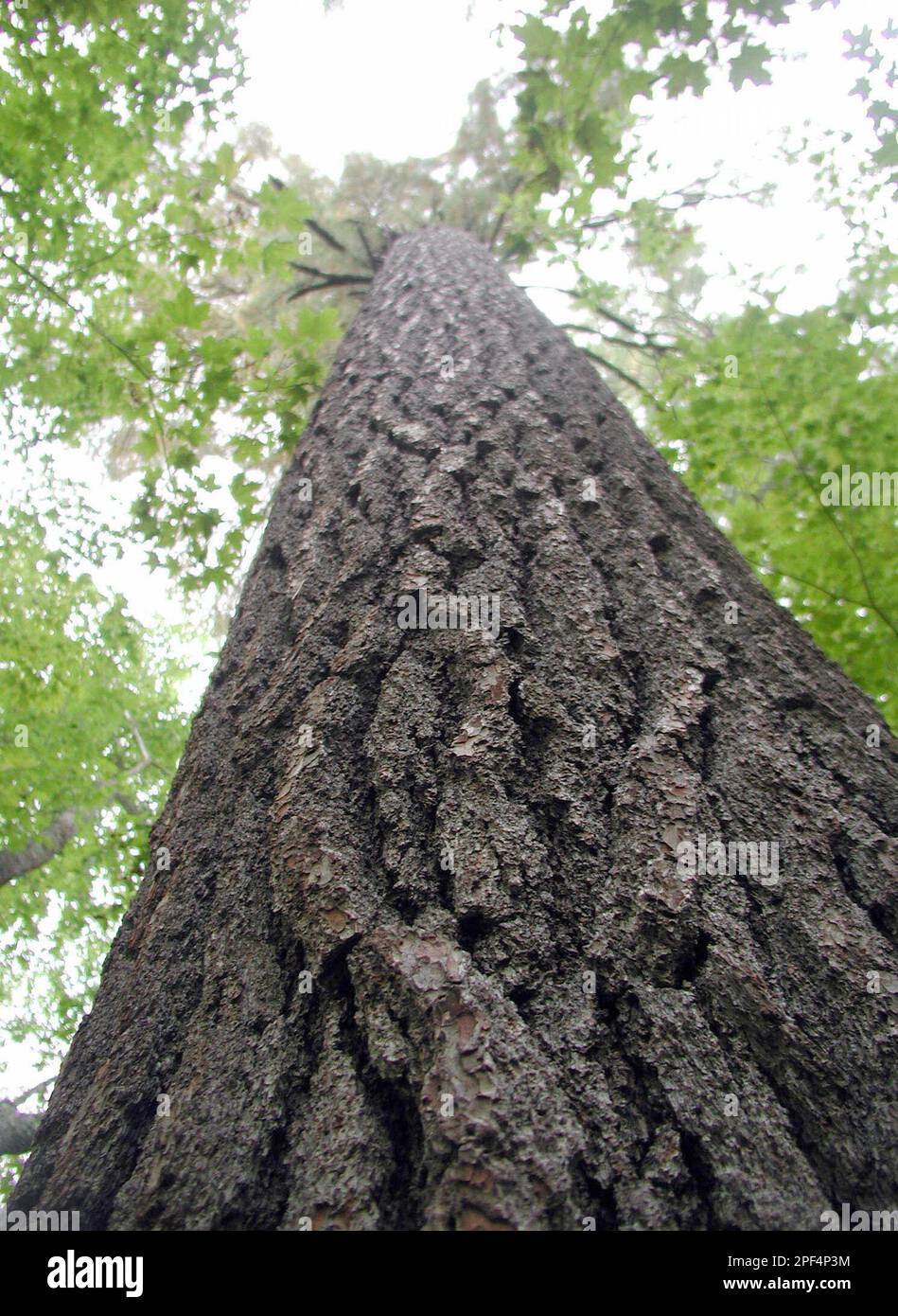 An expert on old growth forests says the white pines like this one in ...