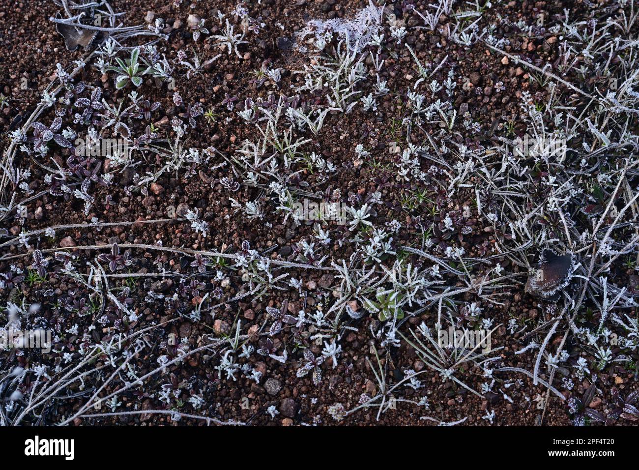 winter ground with frost on mosses, pines, plants. Provence vegetation ...