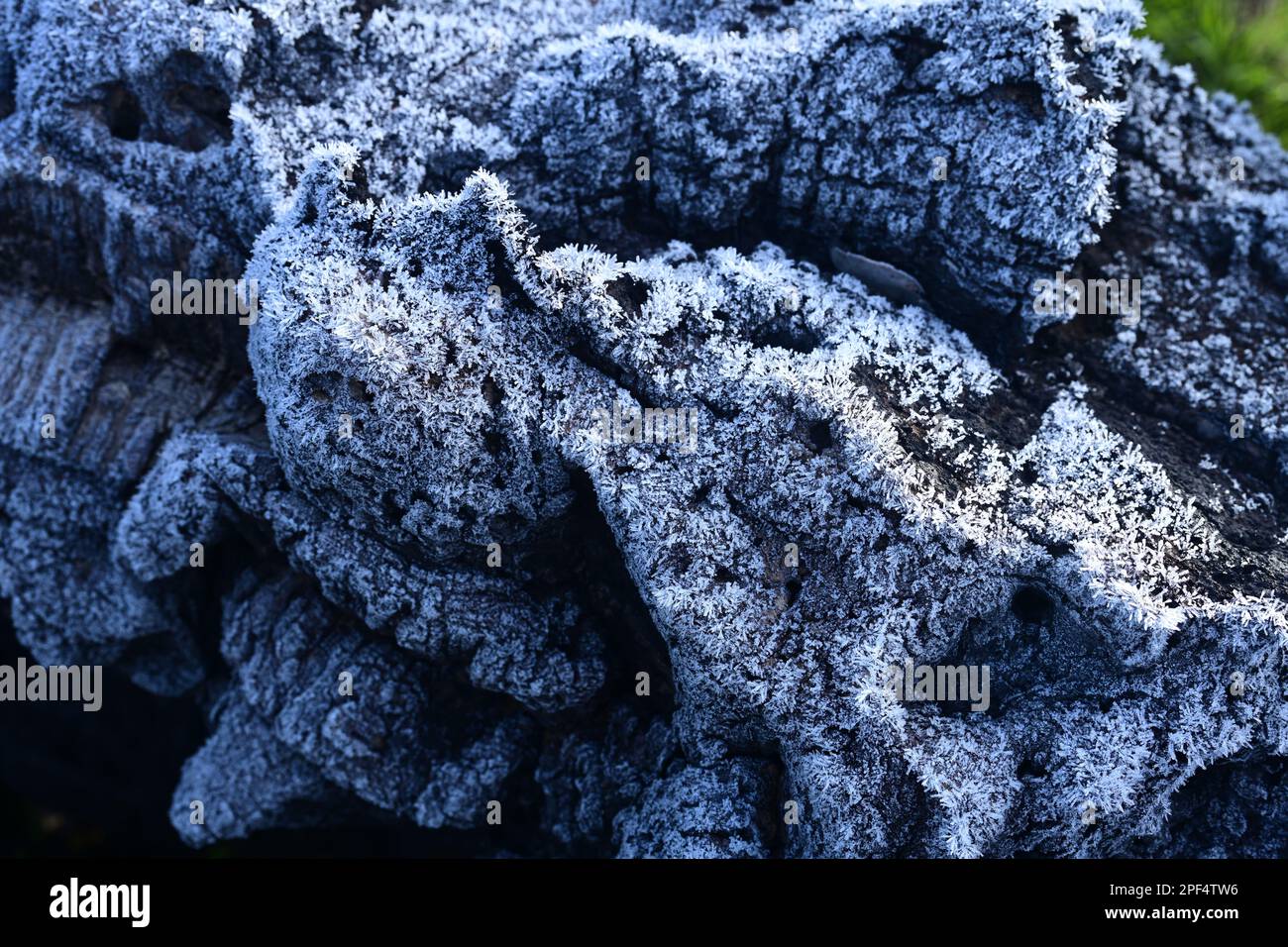 Burnt by frost hi-res stock photography and images - Alamy