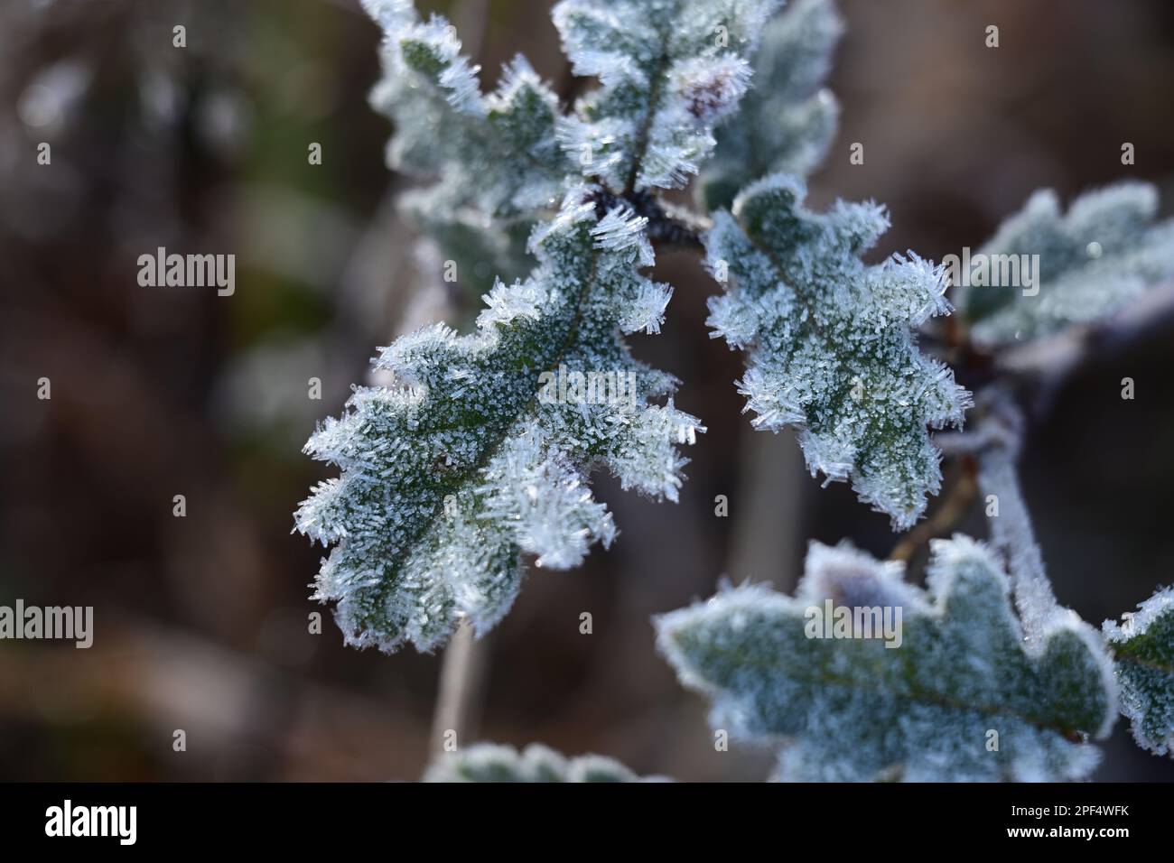 Frozen oak tree leaves, background Stock Photo - Alamy