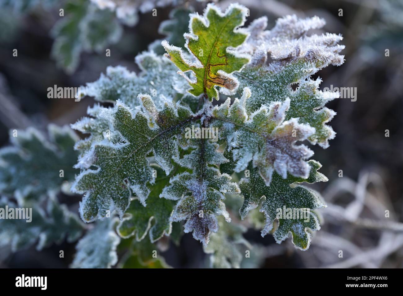 Frozen oak tree leaves, background Stock Photo - Alamy