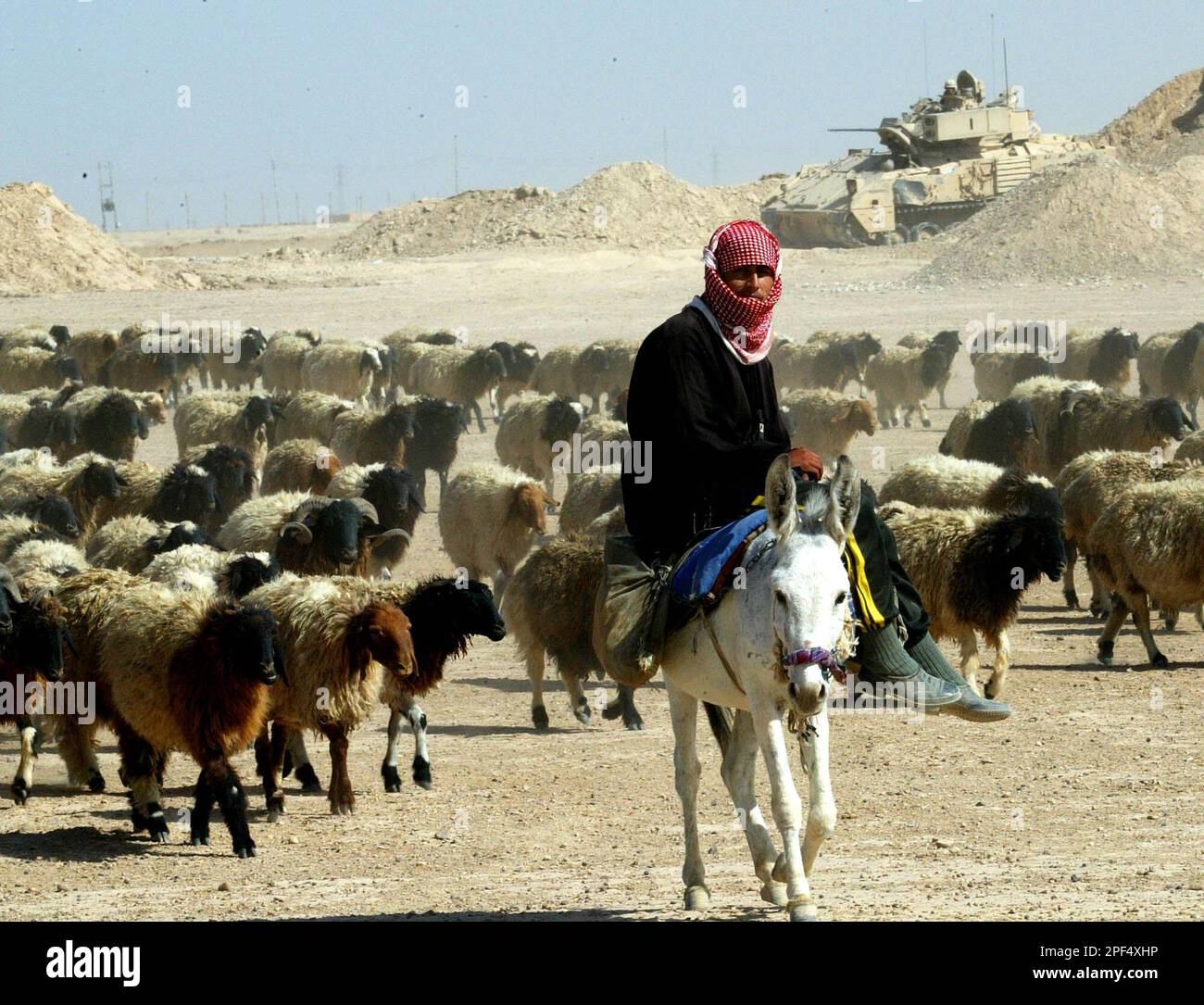 A Bedouin tribesmen moves his flock to new grazing grounds near Tikrit ...