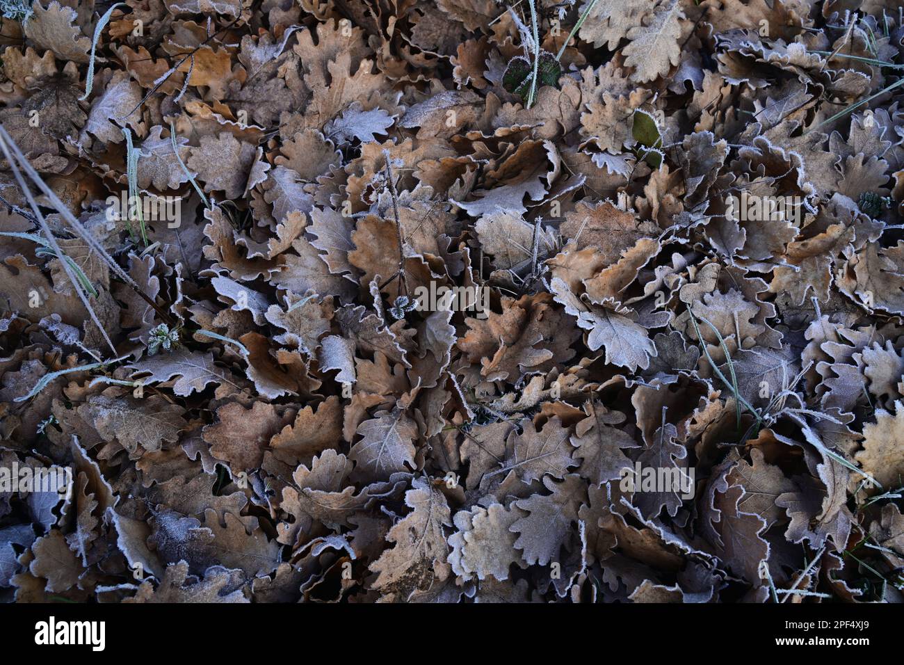 Frozen oak tree leaves, background Stock Photo - Alamy