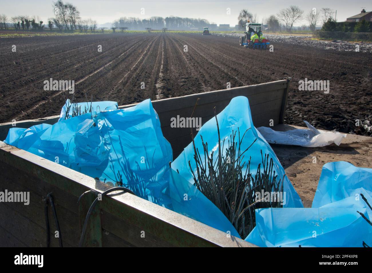Tree planting, european rowan (Sorbus aucuparia) seedlings in bags ...