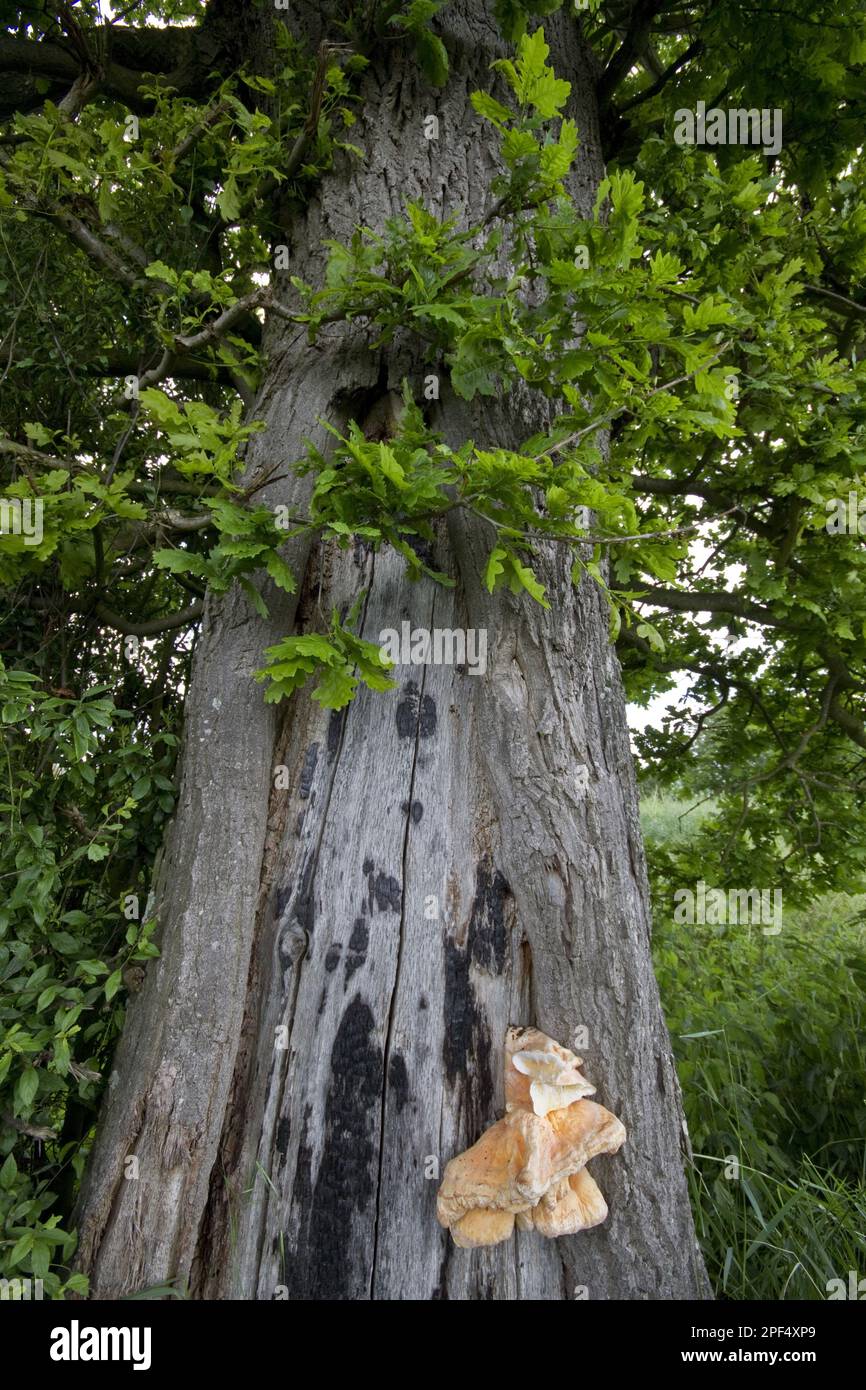 Chicken of the woods (Laetiporus sulphureus), mainly grow on Oak trees ...