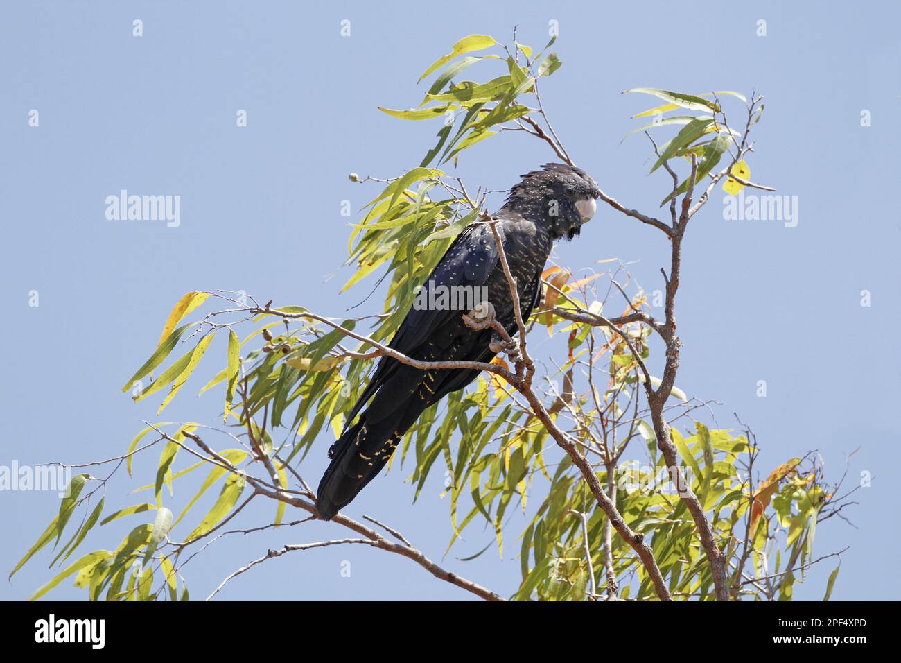 Red-tailed black cockatoo (Calyptorhynchus banksii), adult female ...