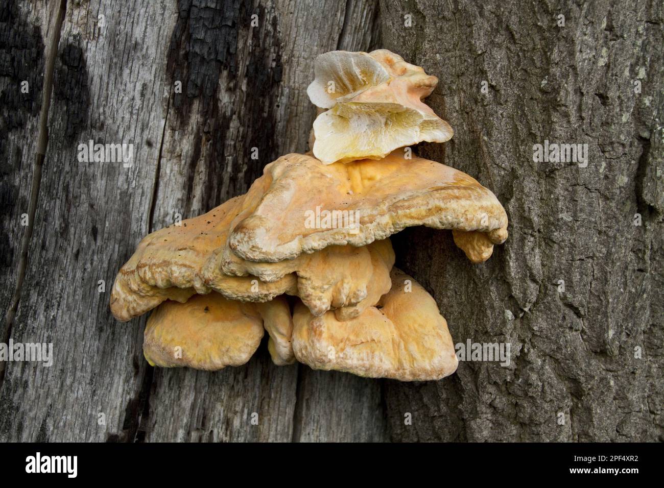 Chicken of the woods (Laetiporus sulphureus), mainly grow on Oak trees ...