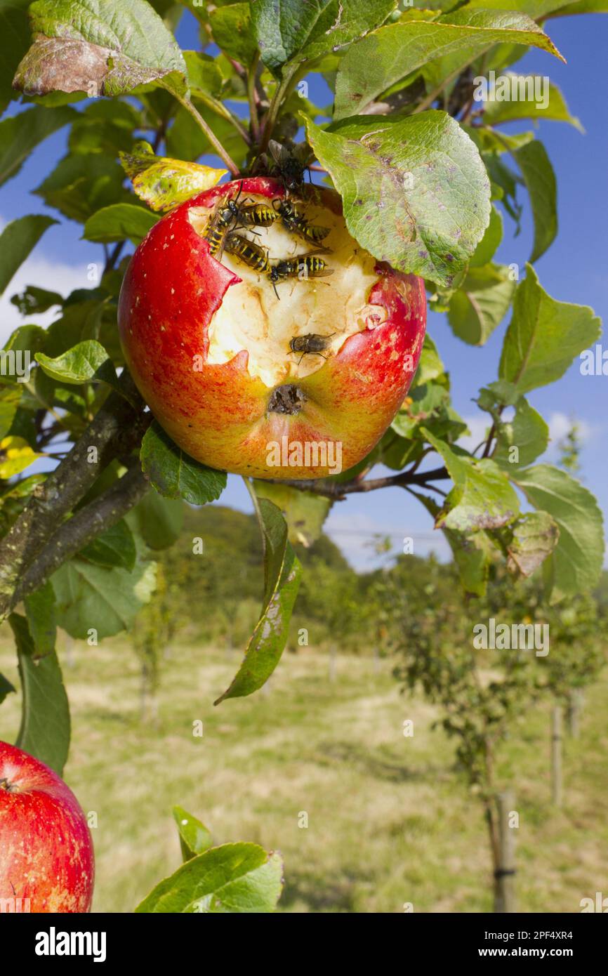 Common common wasp (Vespula vulgaris), adult workers feeding on damaged ...