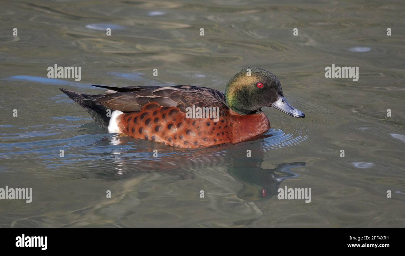 Chestnut-breasted teals (Anas castanea), Ducks, Goose Birds, Animals ...