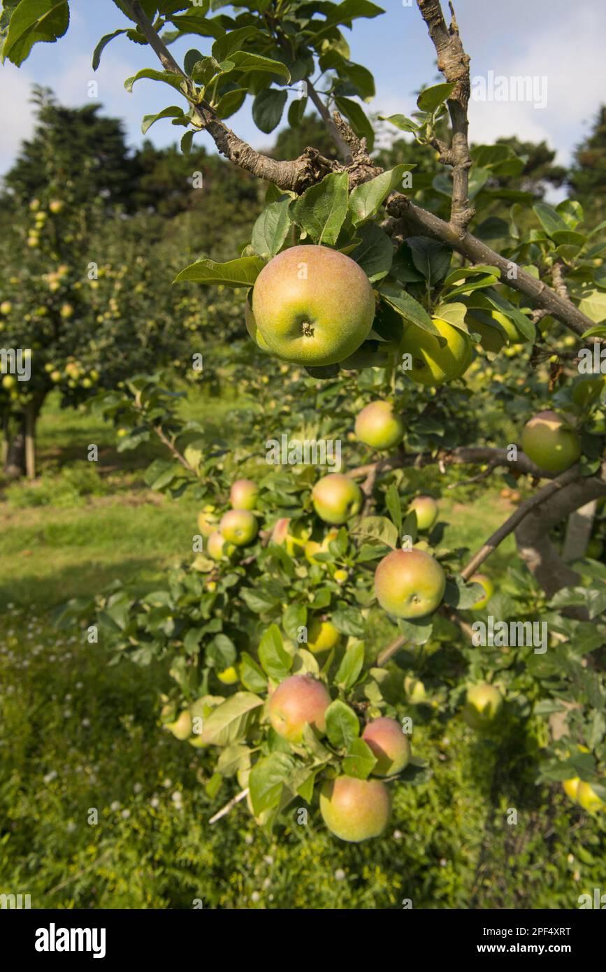 Howgate hi-res stock photography and images - Alamy