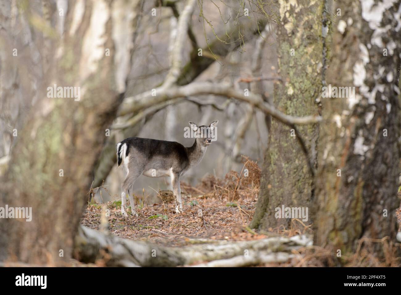Fallow Deer (Dama dama) doe, standing in Silver Birch (Betula pendula ...