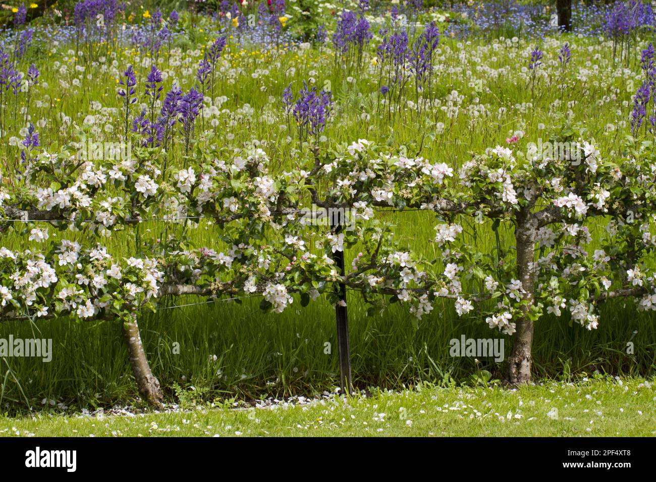 Flowering apple tree (Malus domestica) grown as a two-tiered trellis in ...