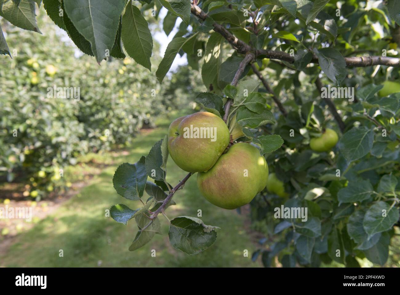 Cultivated Apple (Malus domestica) 'Bramley', close-up of fruit, on ...