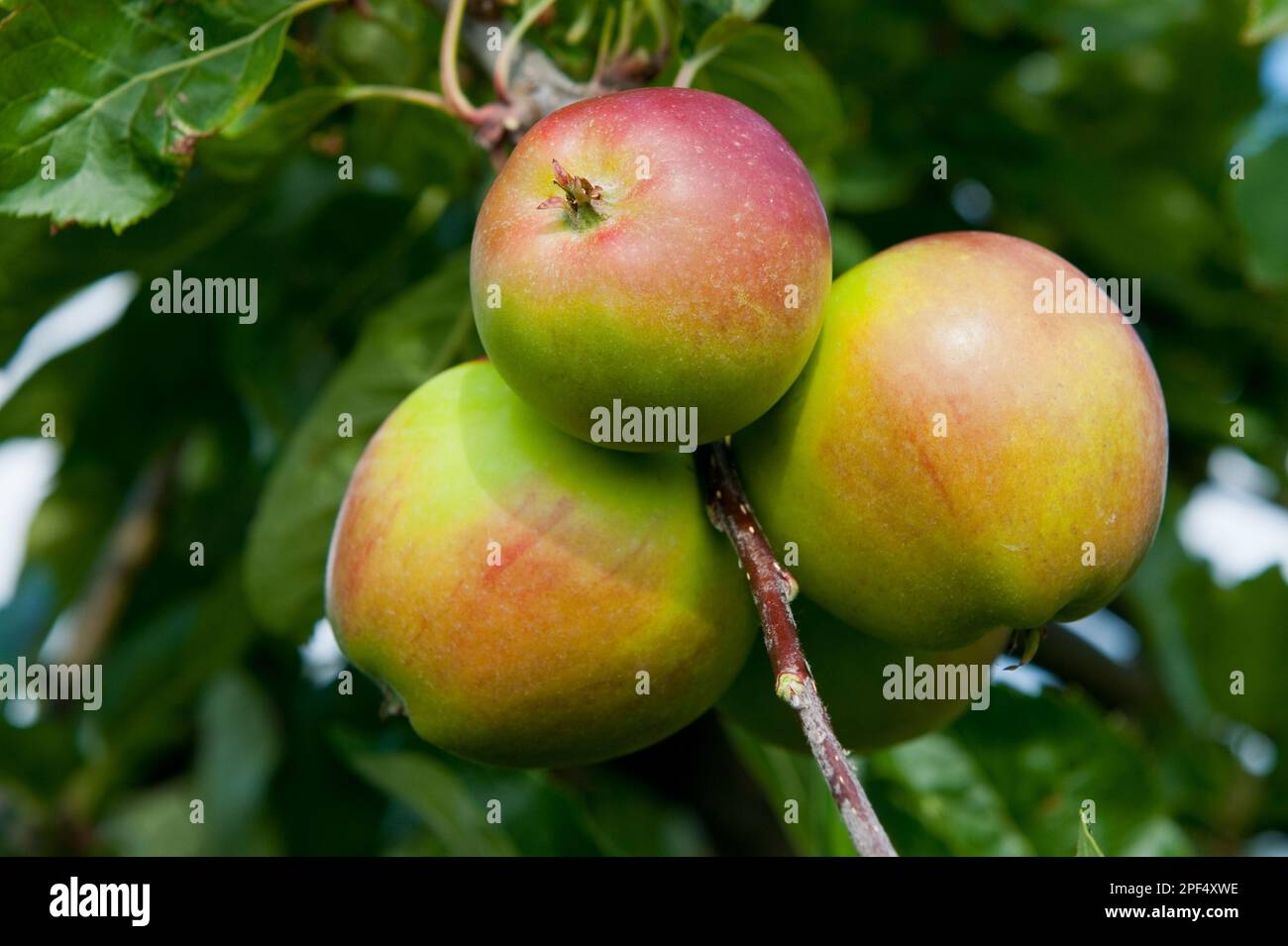 Cultivated Apple (Malus domestica) 'Red Pippin', close-up of fruit ...