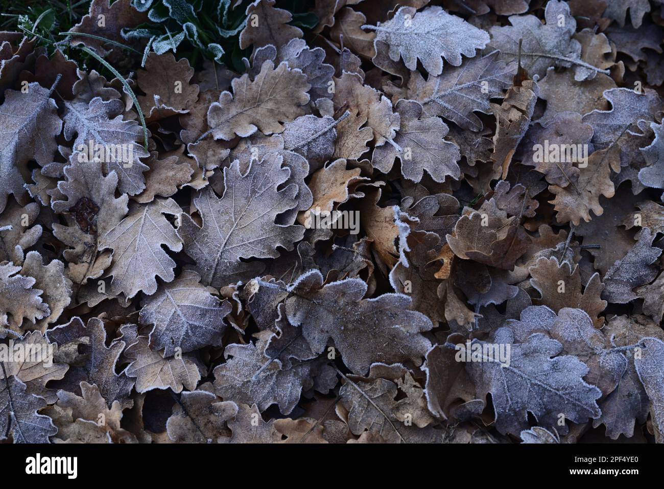 Frozen oak tree leaves, background Stock Photo - Alamy