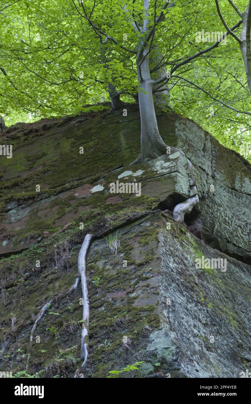 Common Beech (Fagus sylvatica) exposed roots, growing on St. Bees ...