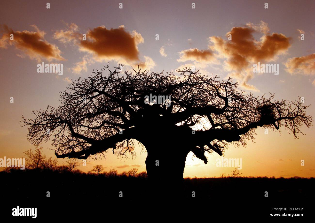 African baobab (Adansonia digitata), Mallow family (Bombacaceae ...