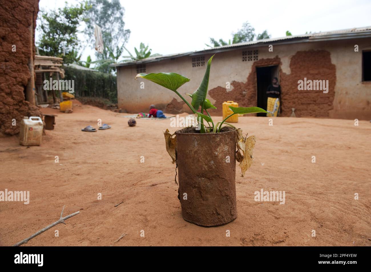 Banana (Musa sp.) seedling, growing in can, home garden, Rwanda Stock ...